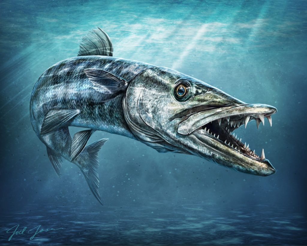 Barracuda-Illustration - Joel Jensen Art